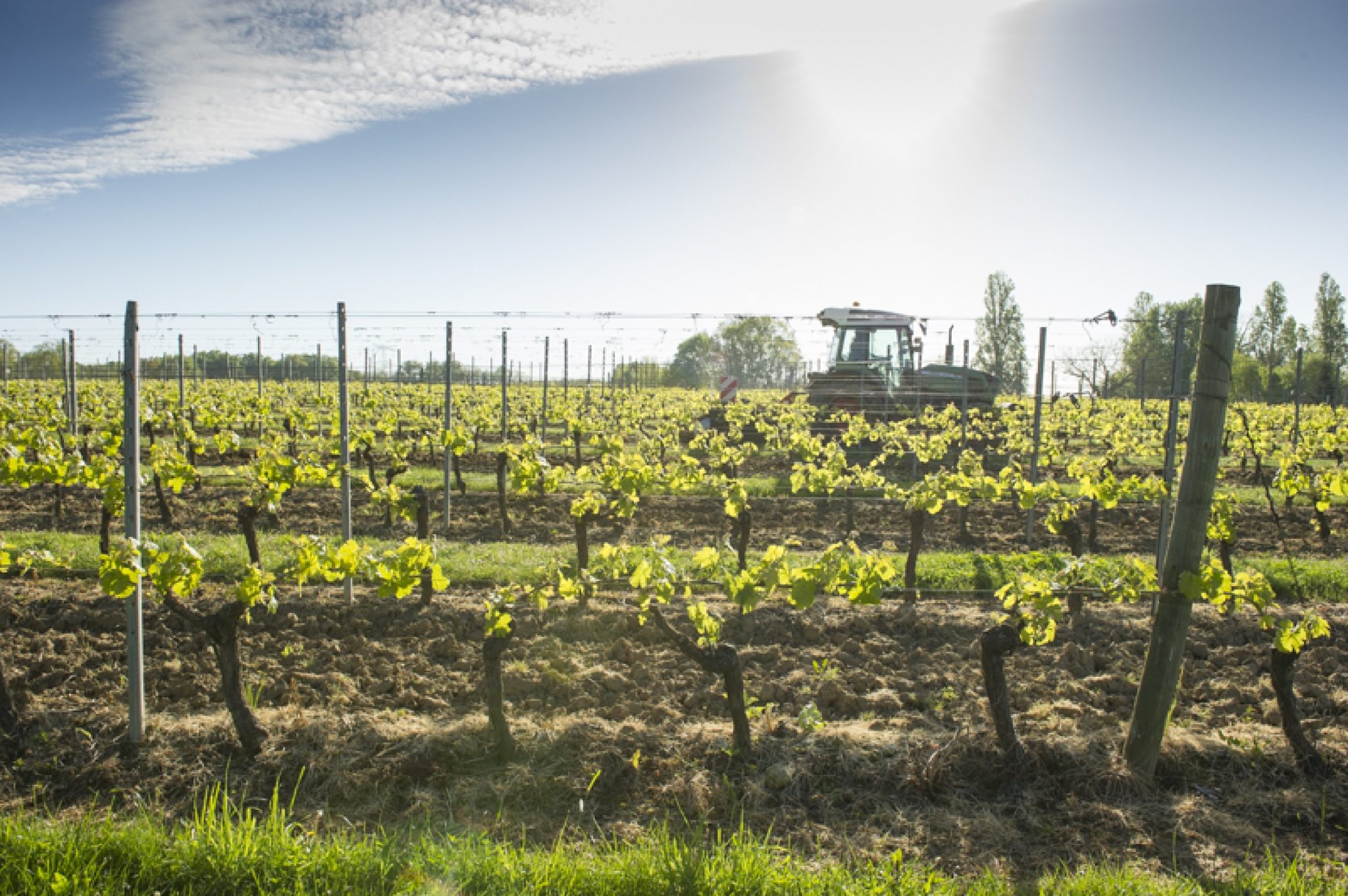 Suivi de la vigne - EVV