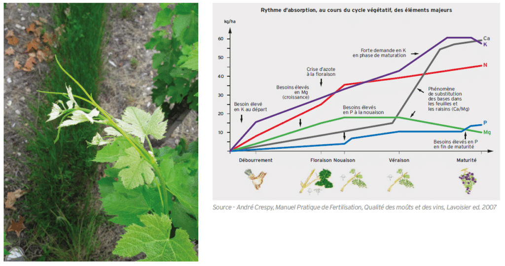 Réussir sa fertilisation vigne – 2023/2024 - EVV